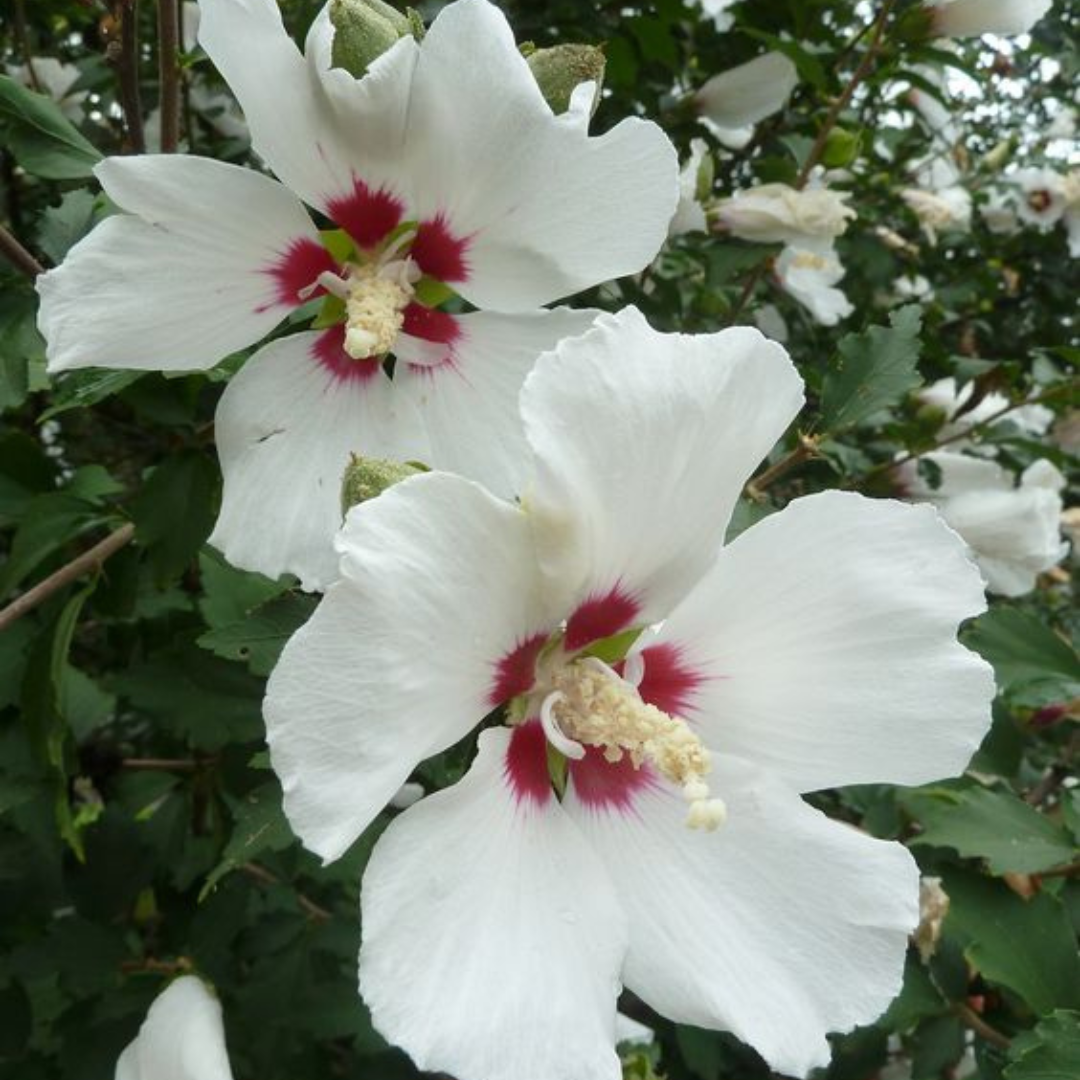 White Flowering Trees: Discover the Best Varieties