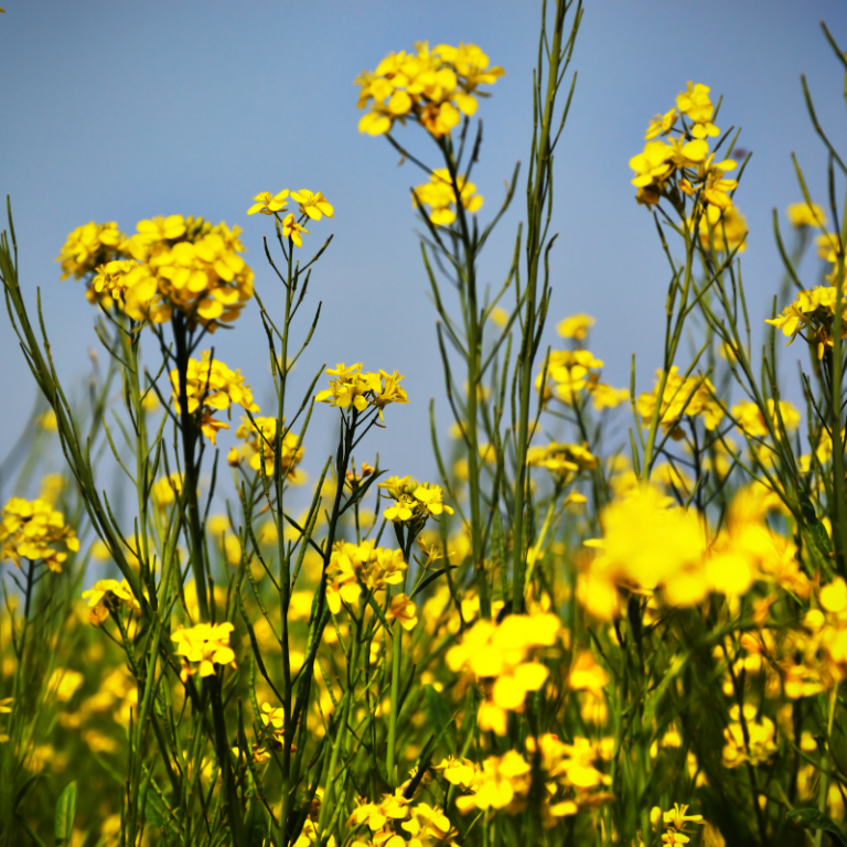 Mustard Plants I A Complete Directory