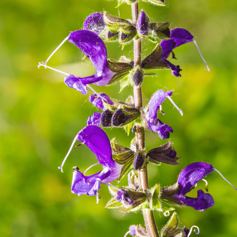 Irish Plants | Native Varieties, Characteristics & Care
