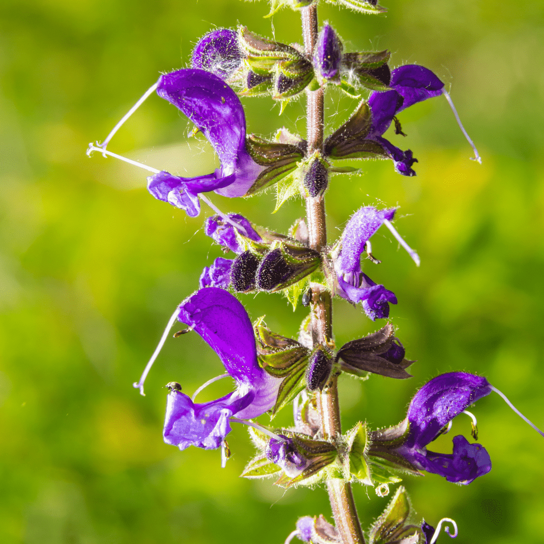 Irish Plants | Native Varieties, Characteristics & Care