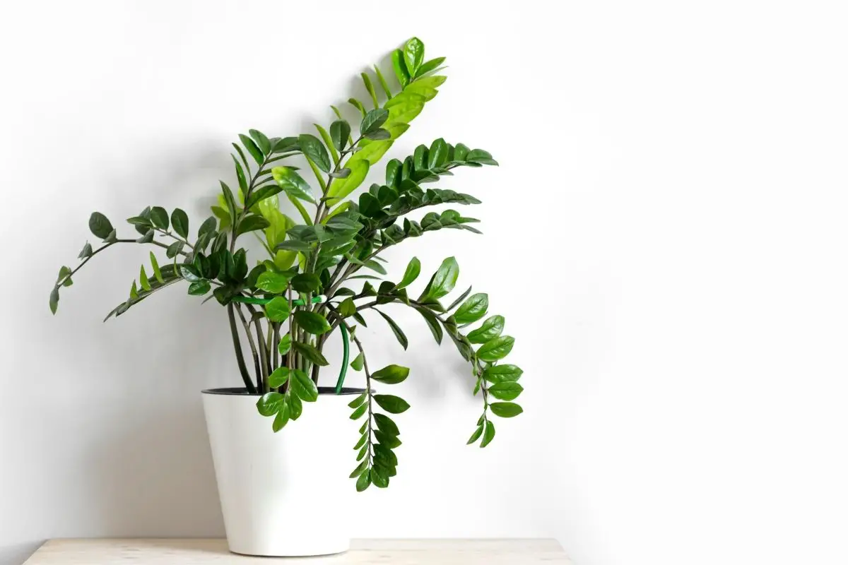 ZZ Plant Is Changing Color - Tips for Vibrant Leaves