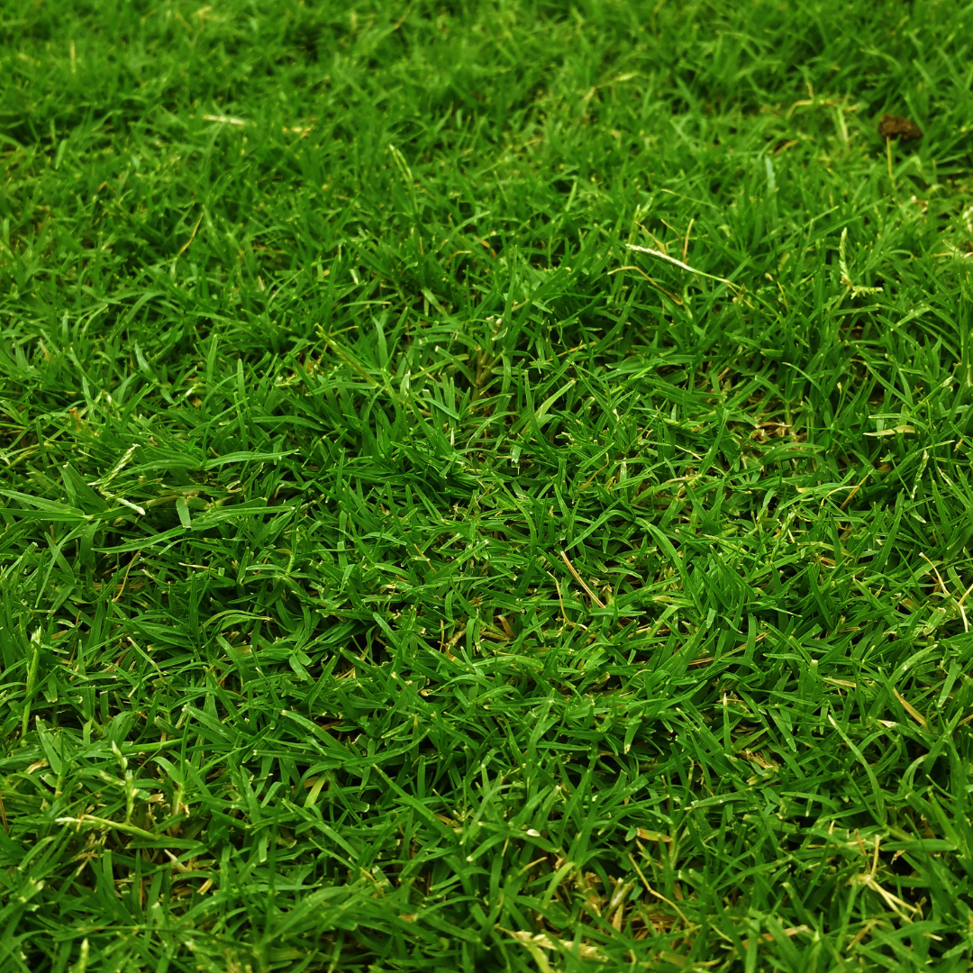 Popular Zoysia Grass Types | Varieties, Characteristics & Care Tips