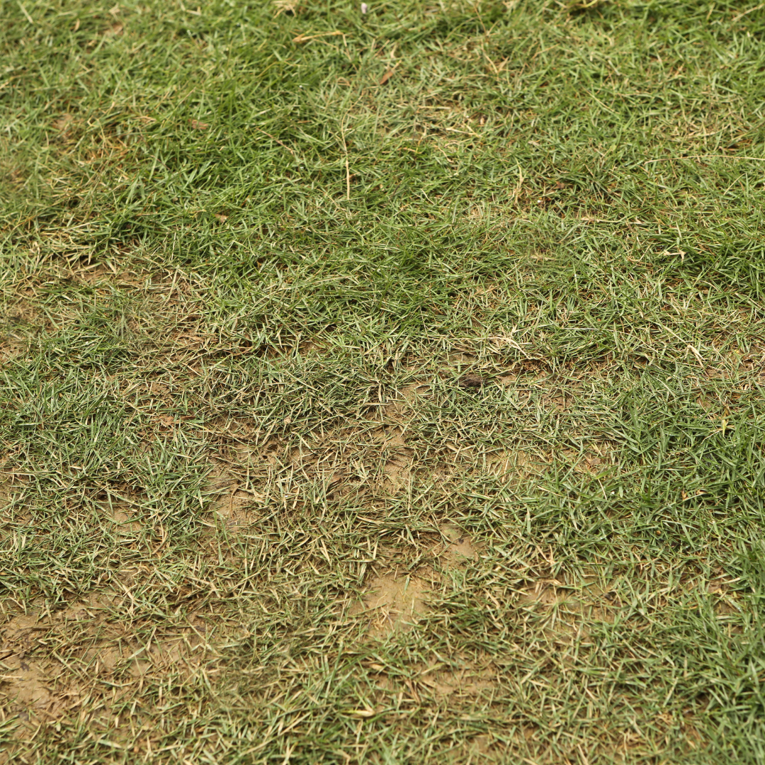 Popular Zoysia Grass Types | Varieties, Characteristics & Care Tips