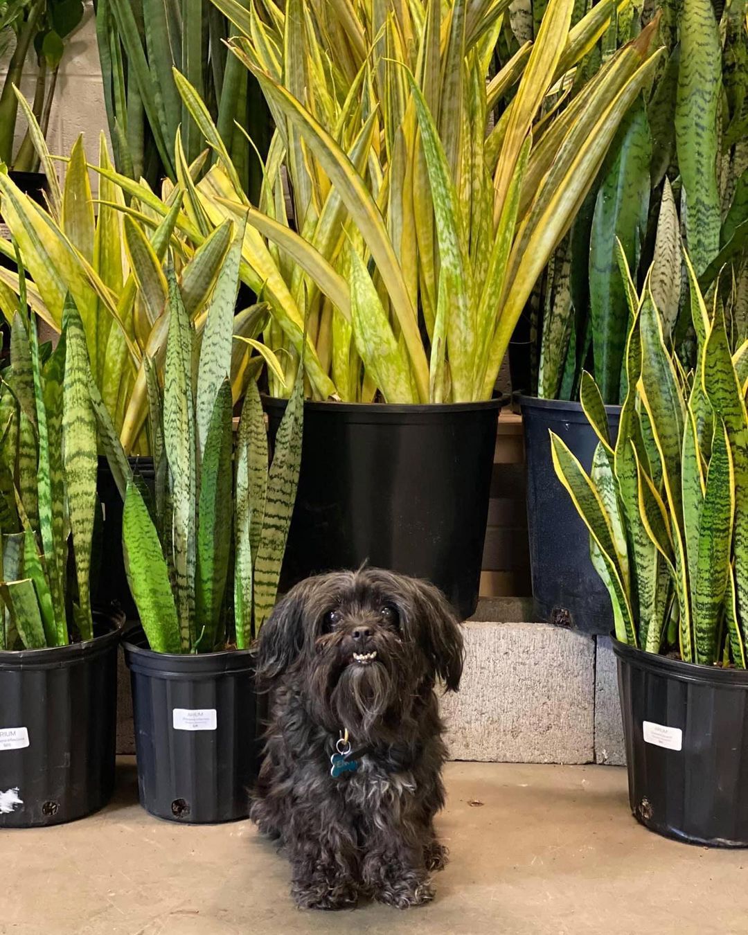 Cool Snake Plants And Dogs Gallery