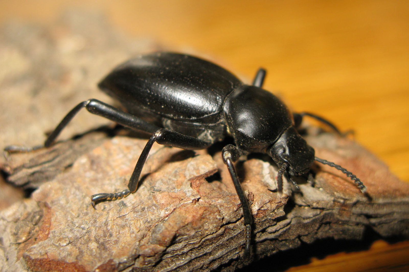 Darkling Beetles: Identification & Habitat Guide