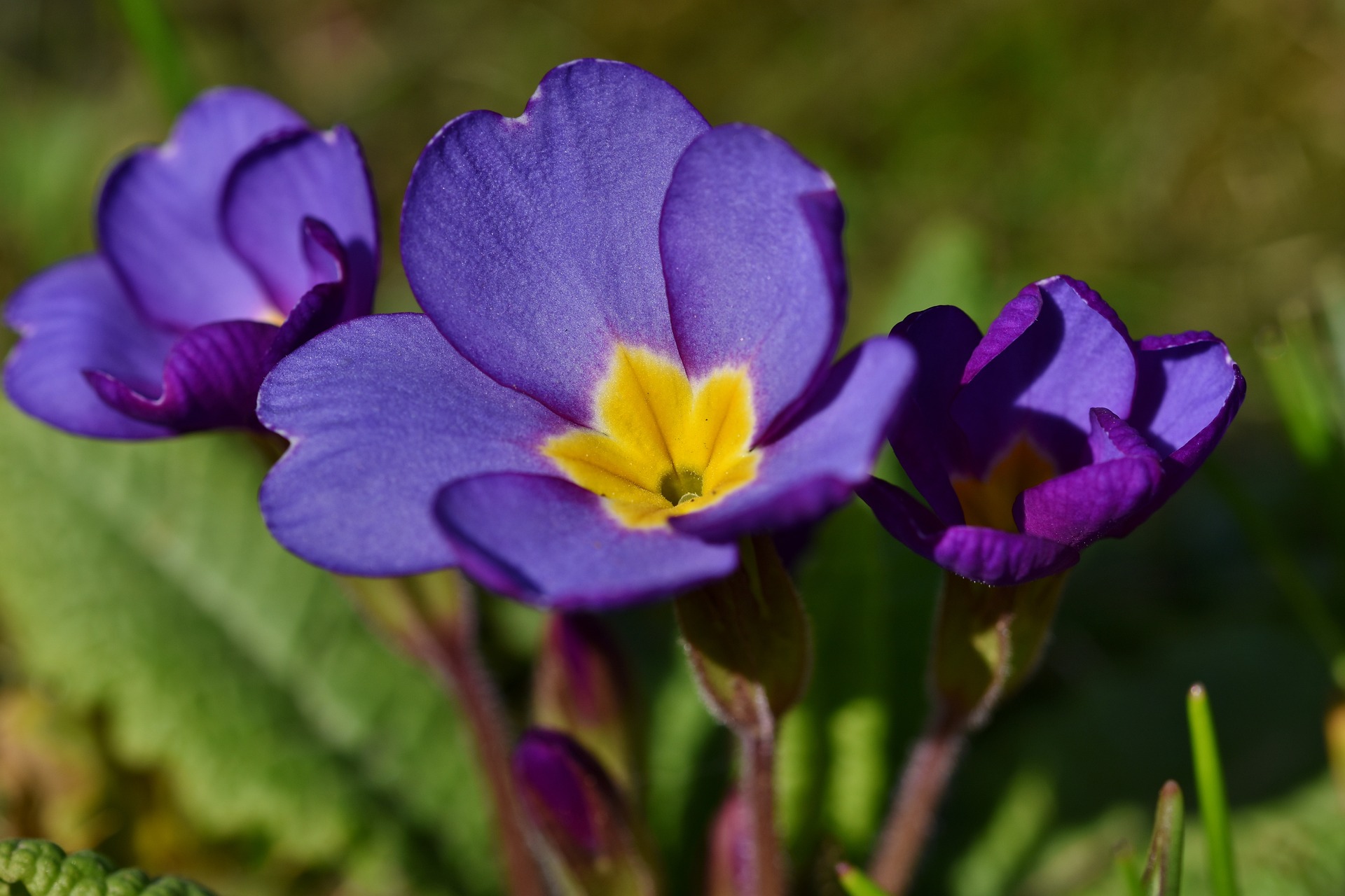 February Birth Flower: Discover the Beauty of Violets & Primroses