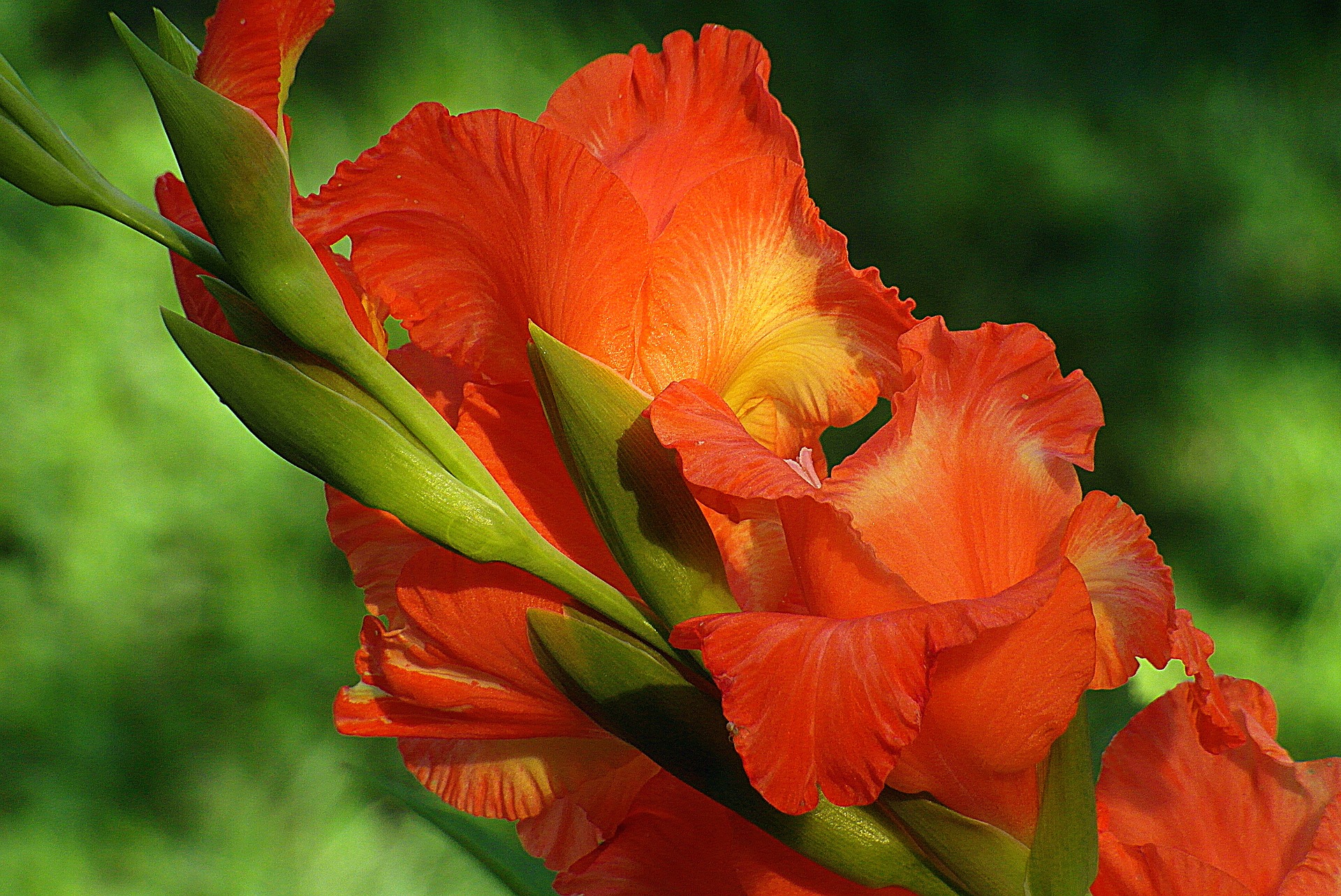 August Birth Flower: Gladiolus and Poppy Meanings Revealed