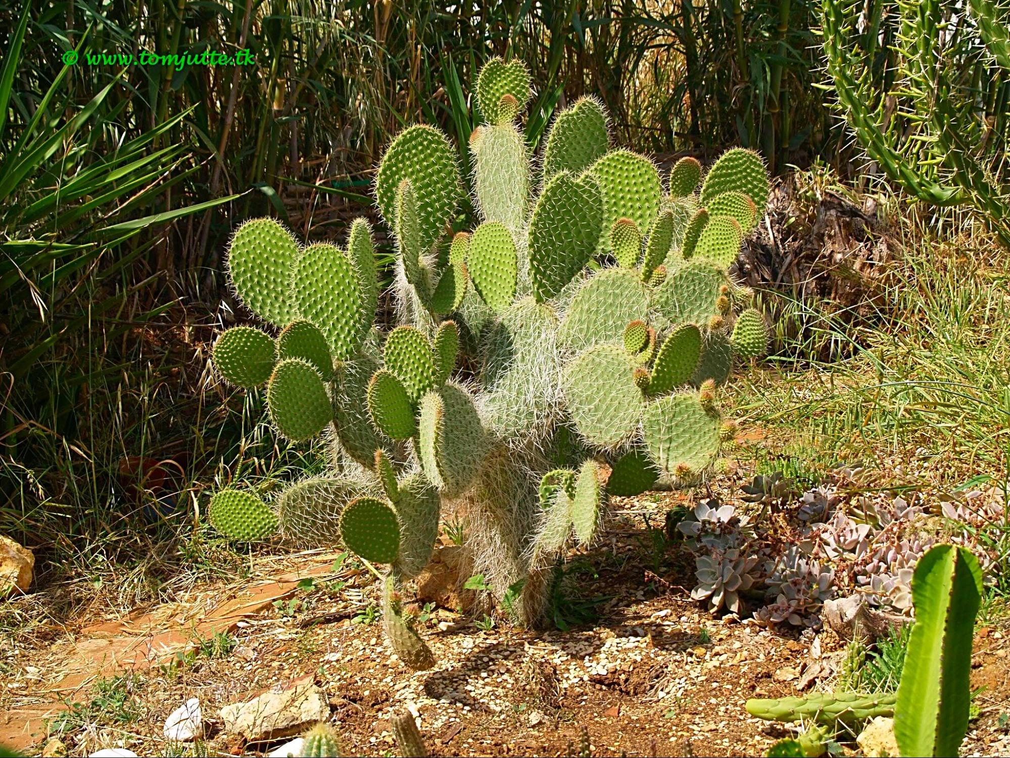 Controlling Gnats on Cacti: Effective Solutions