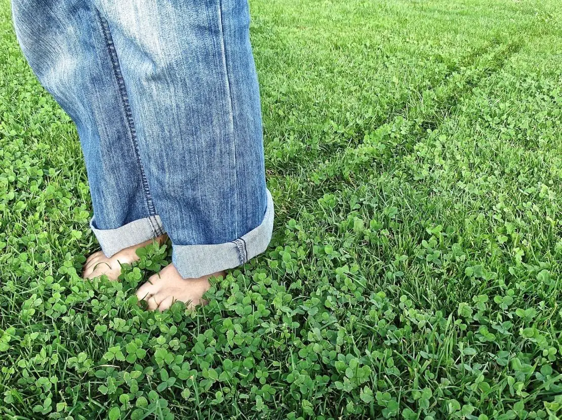 Green Revolution: Micro Clover Lawn Benefits & Maintenance