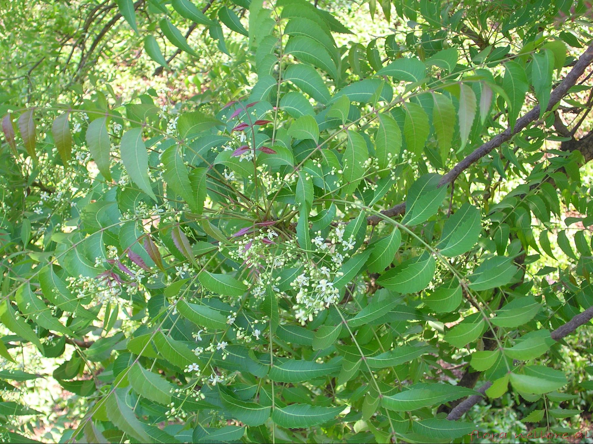 Neem Oil: Natural Plant Care Solution