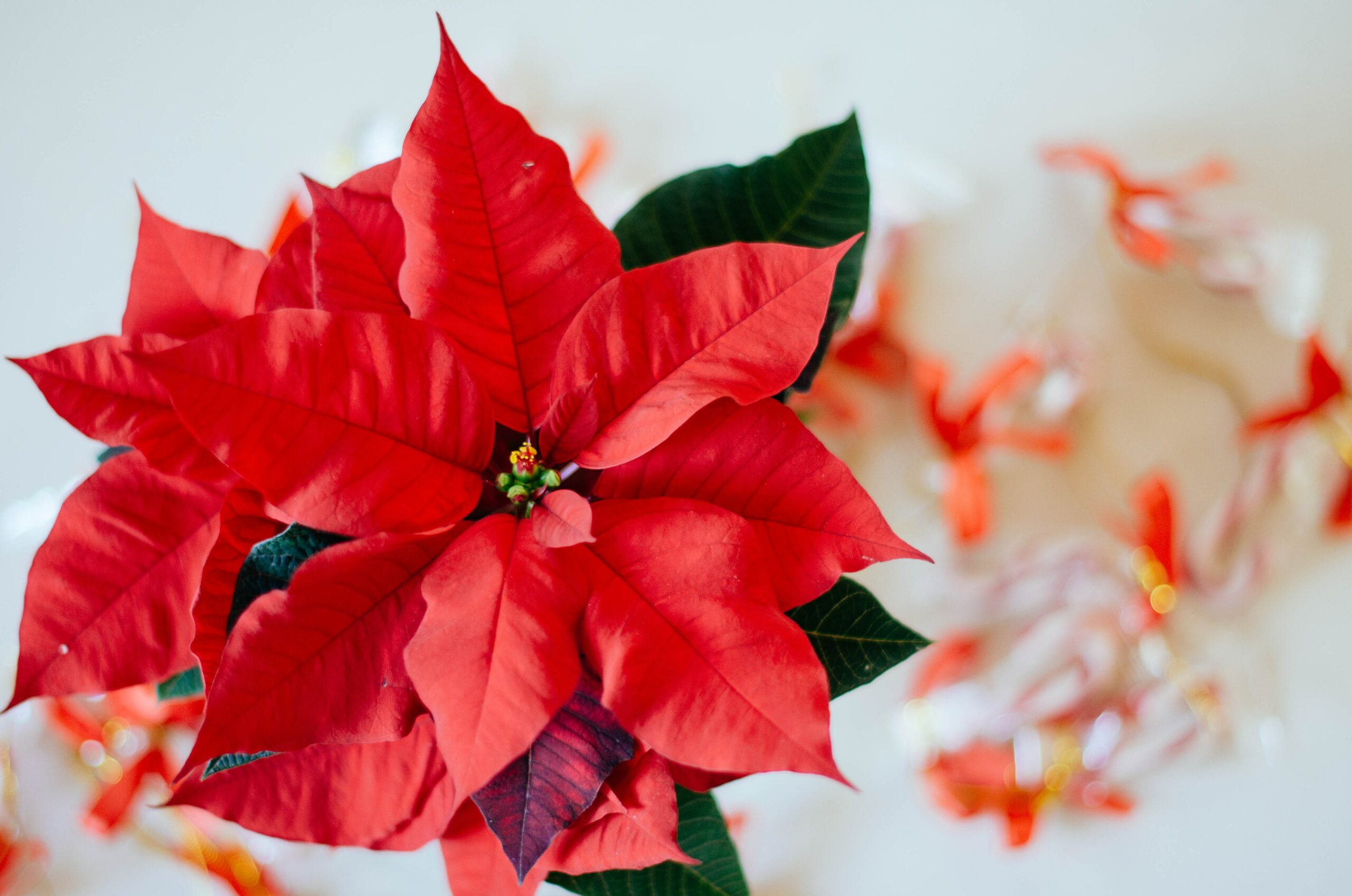 Discover December Birth Flowers: Holly & Narcissus