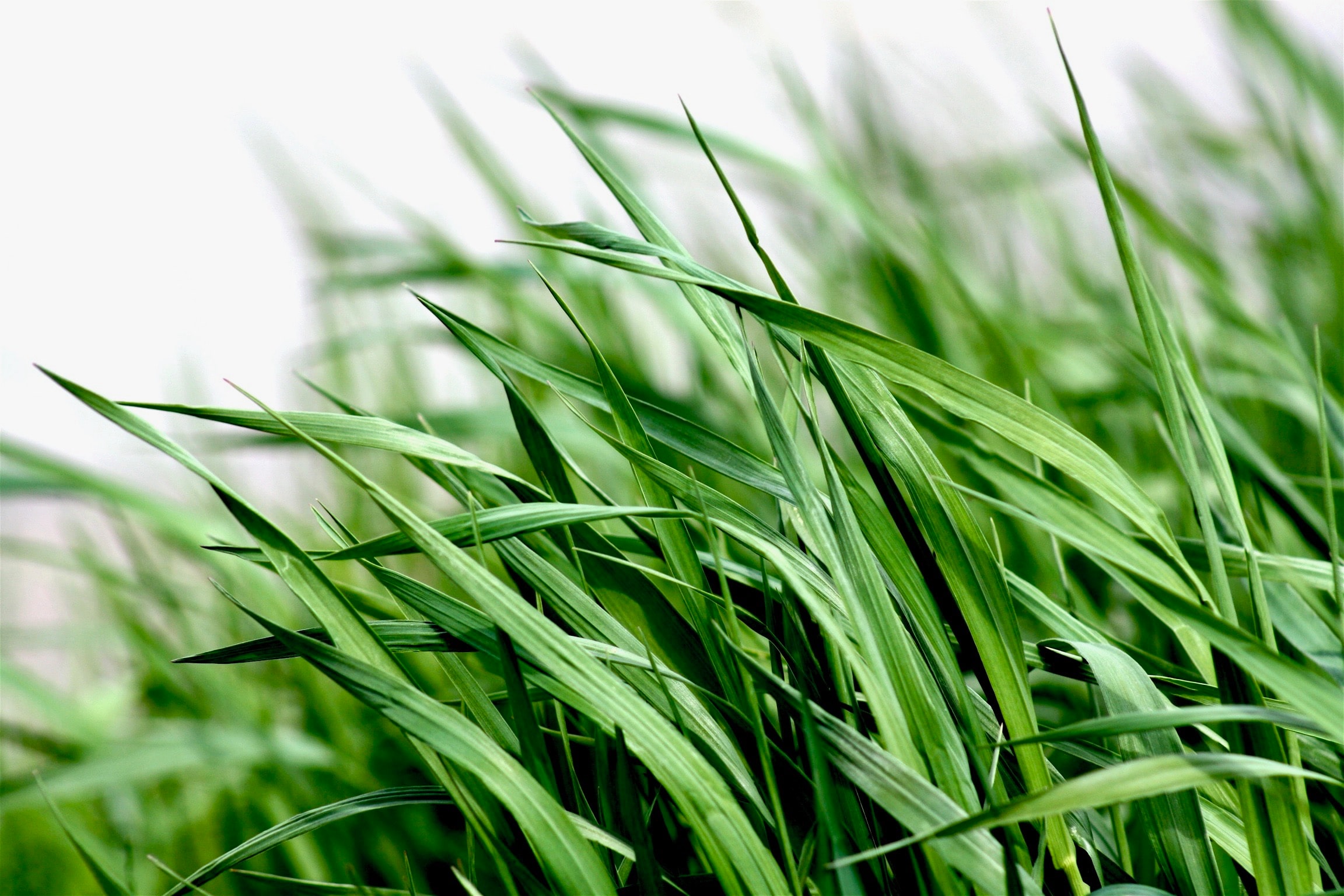 Trim Extremely Long Grass: Proven Techniques for a Neat Lawn