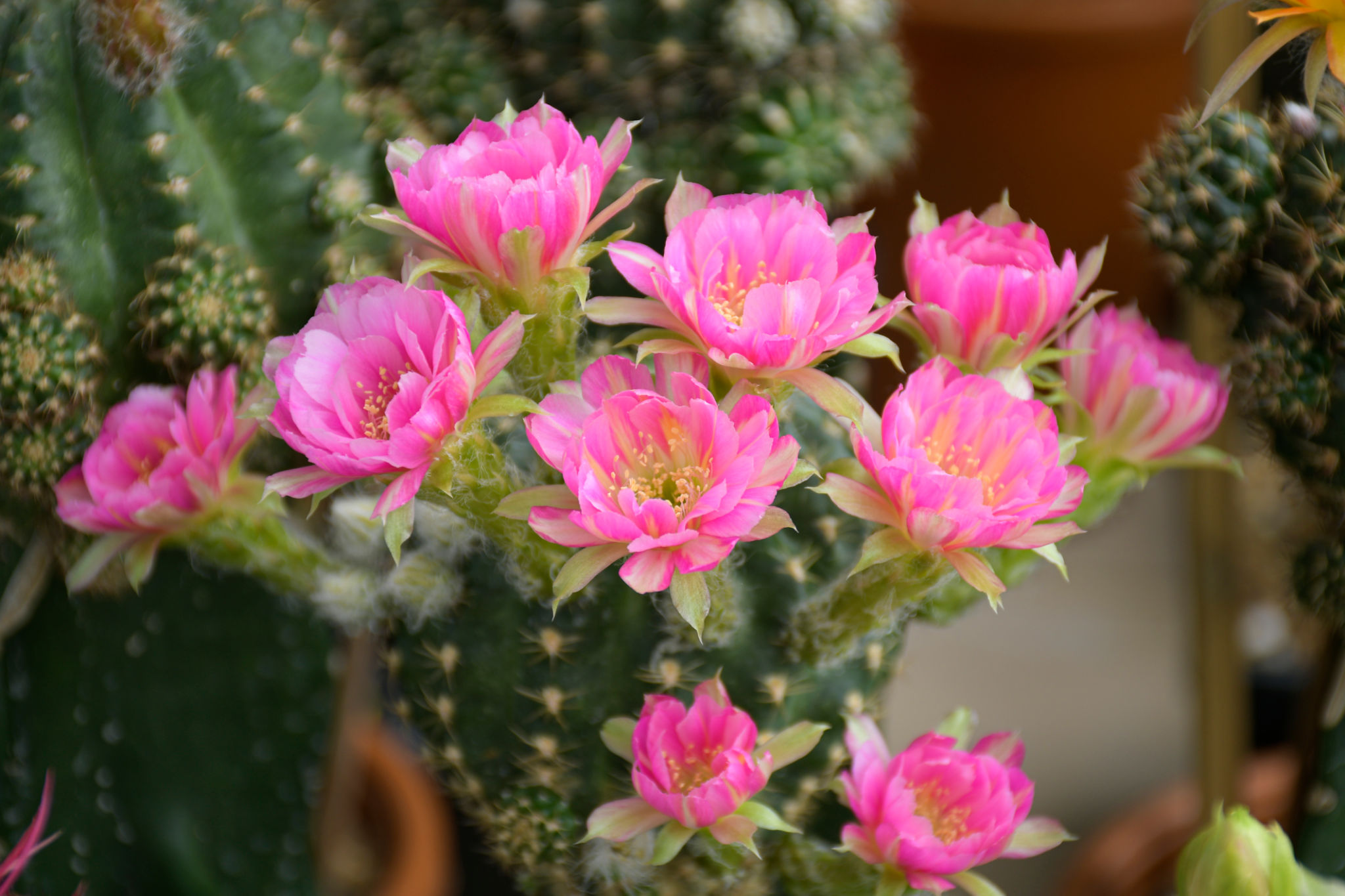 Pink Cactus: Unique Varieties and Growing Tips