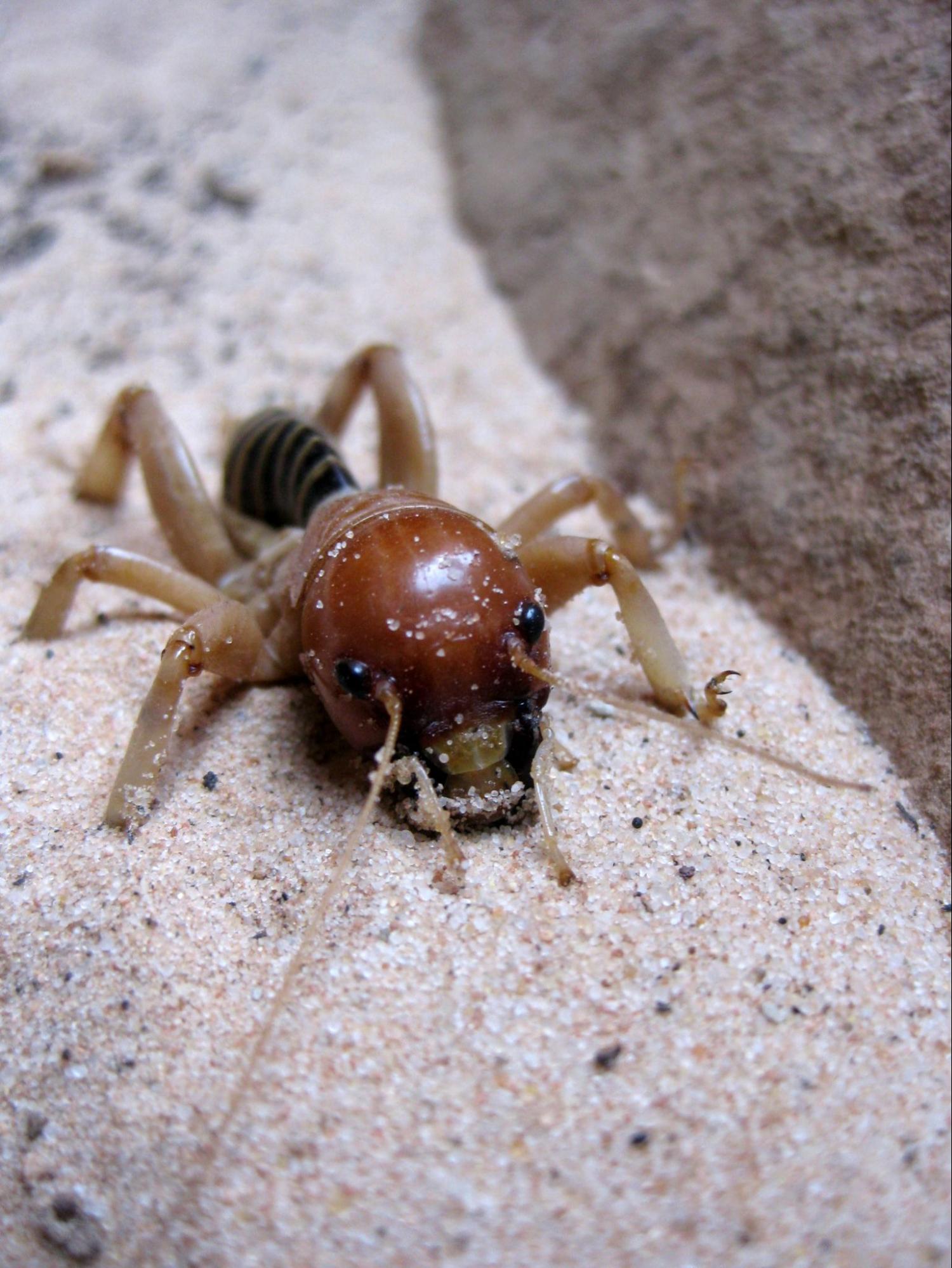 Potato Bug : Identification, Damage, and Control