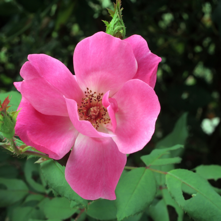 Guide to Rose Trees I Varieties, Care, and Maintenance