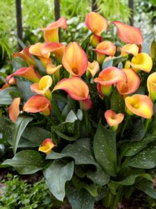 Copper Flowers: Varieties, Growing Tips, And Unique Beauty