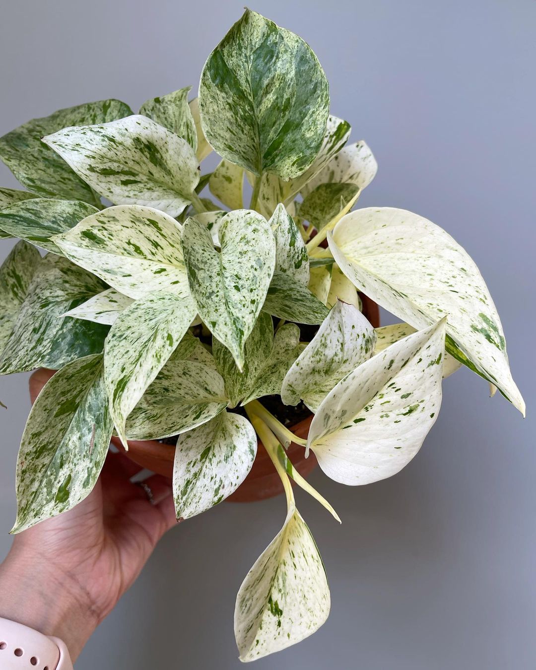 Snow Queen vs Marble Queen: Comparing Two Stunning Pothos