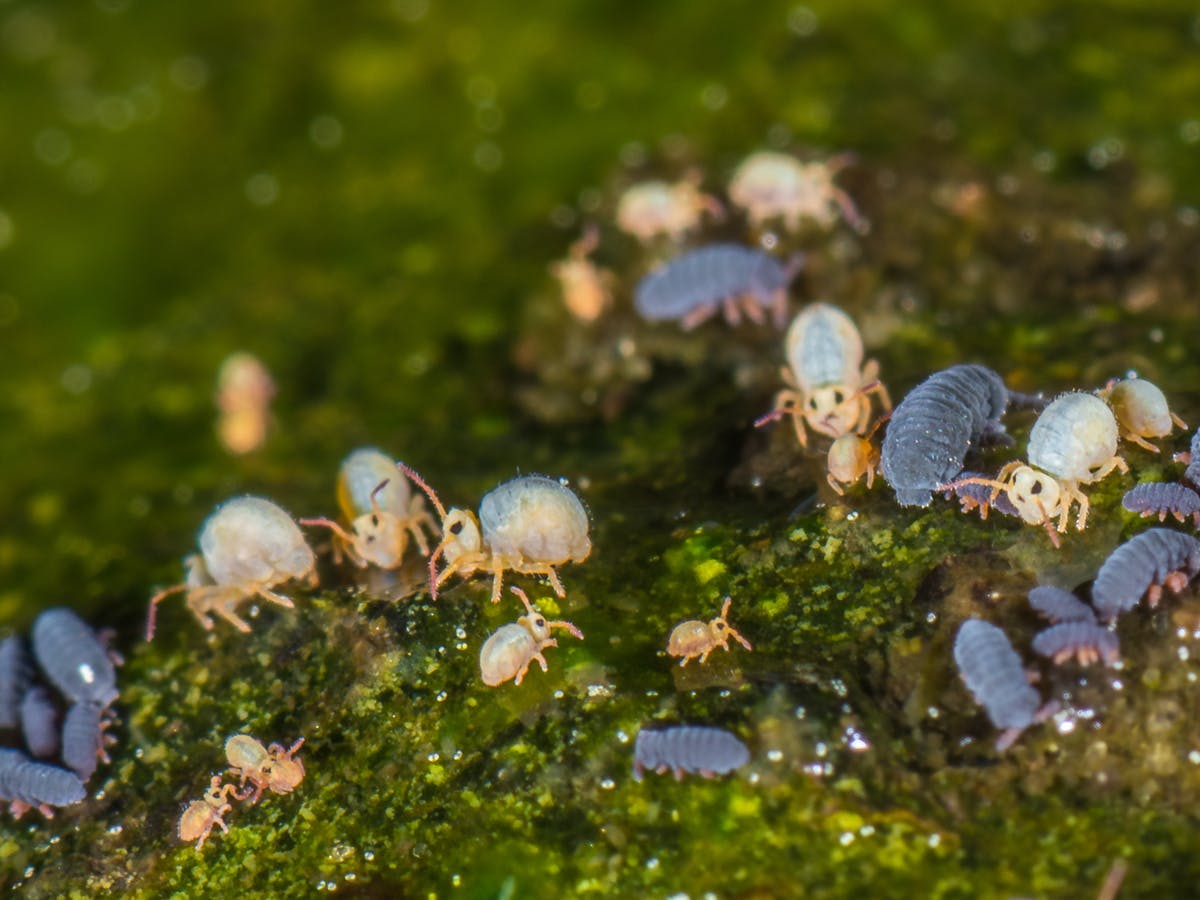 How to Get Rid of Springtails: Effective Strategies.
