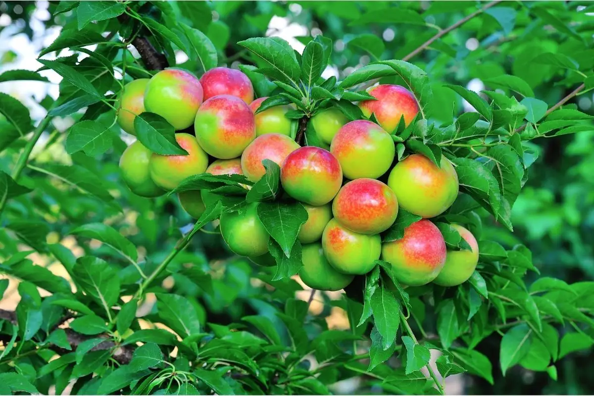 Types Of Sugar Plum Trees: A Comprehensive Guide