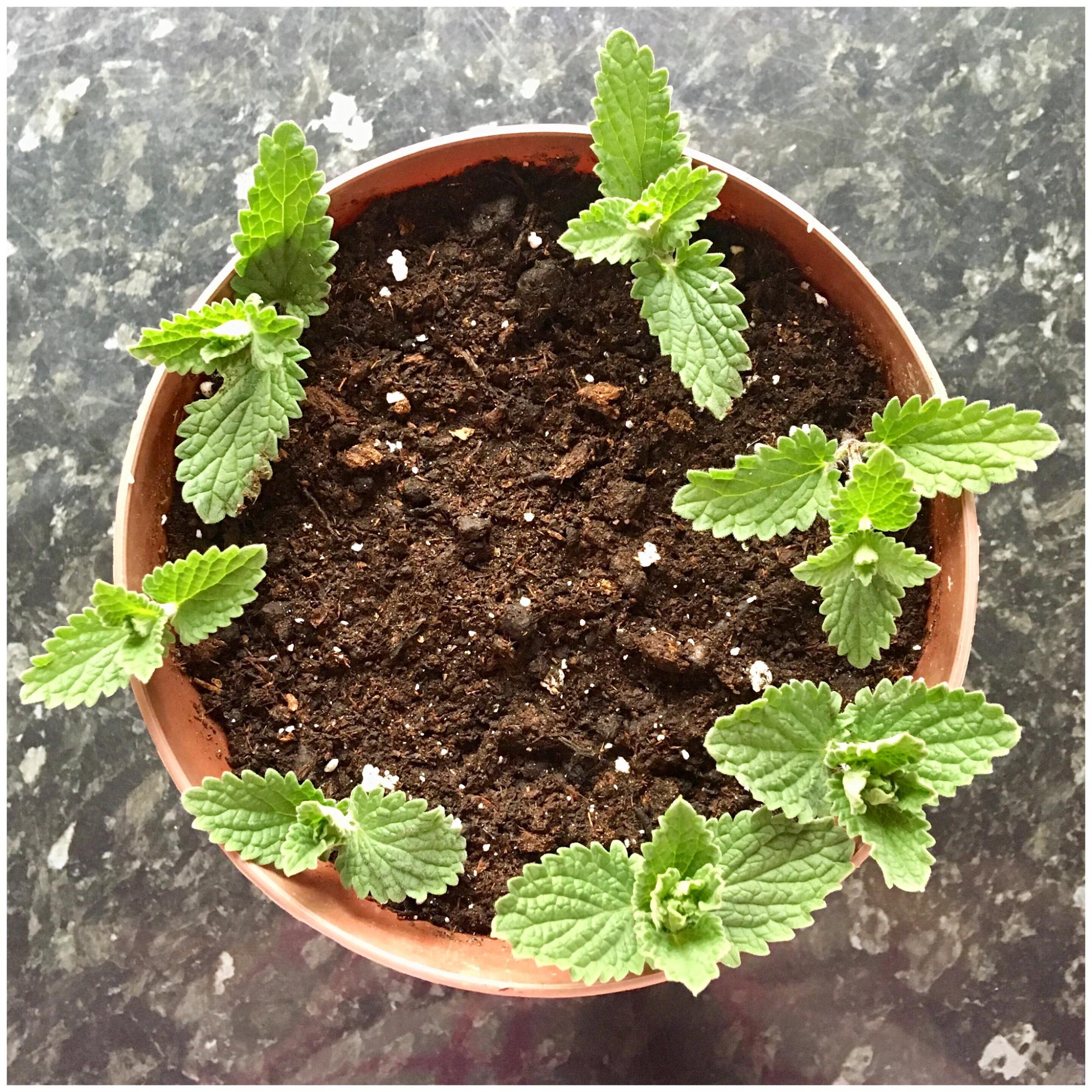 Tiny Silver Bugs In Houseplant Soil: Identification And Solutions