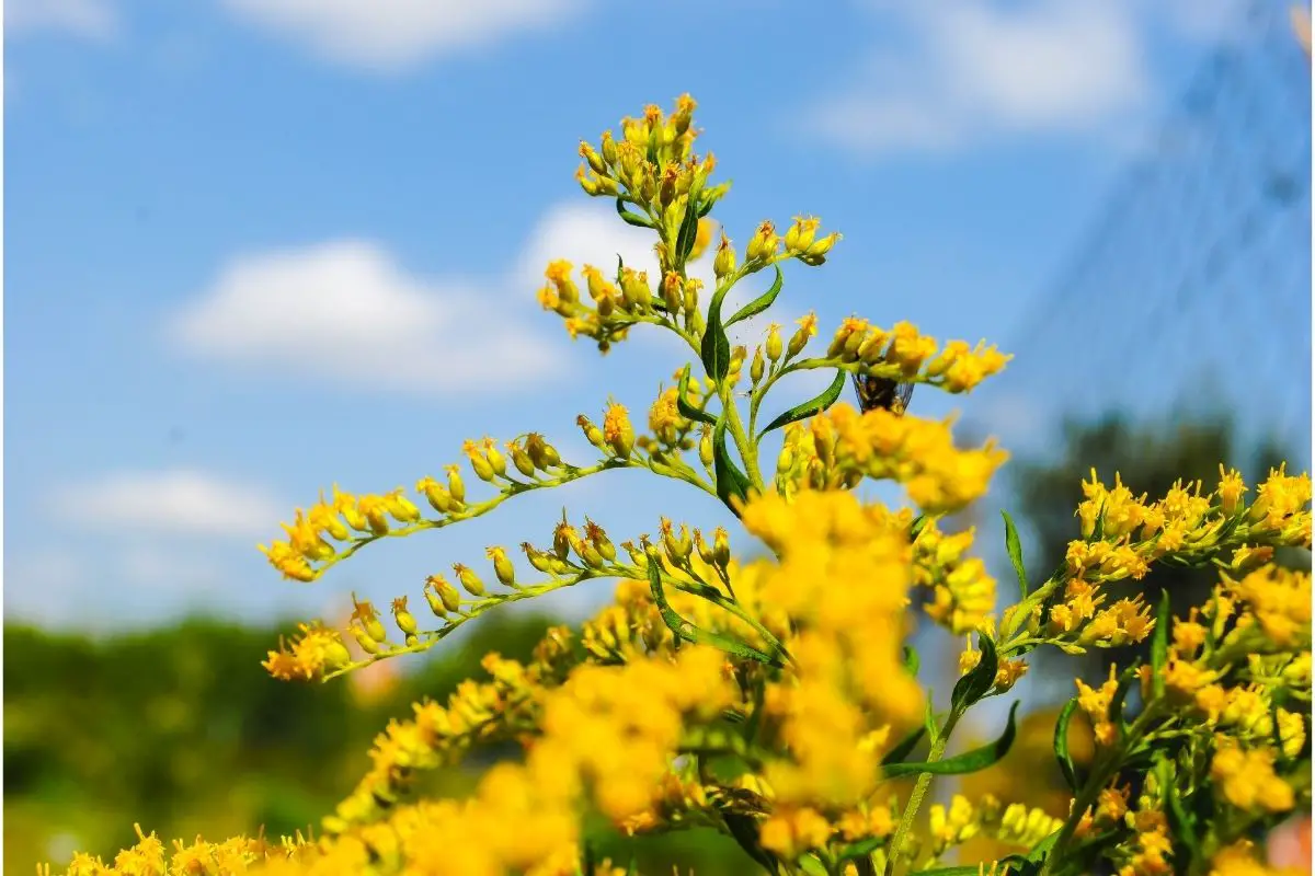 Types of Goldenrod: Exploring Stunning Varieties