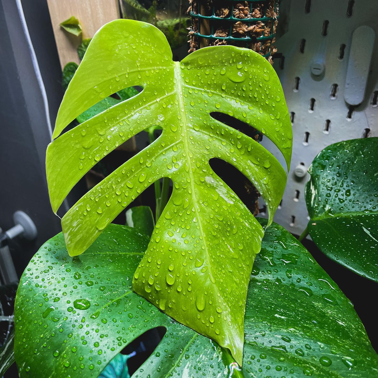 Types of Monstera: Exploring the Varieties
