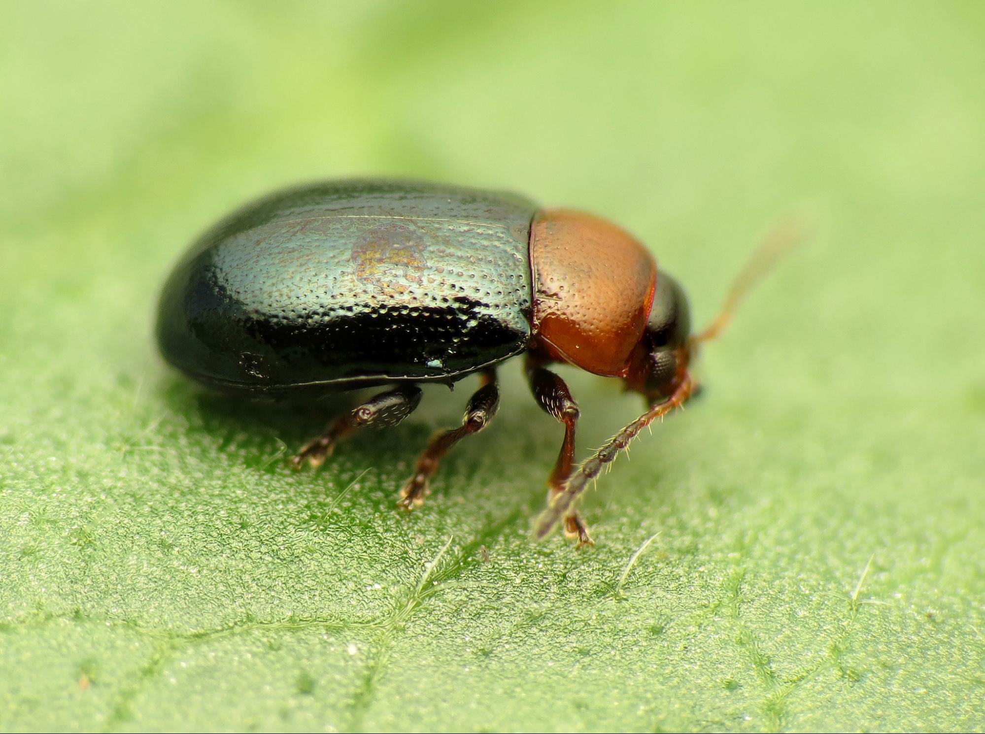 Flea Beetle: Identification, Prevention, and Control