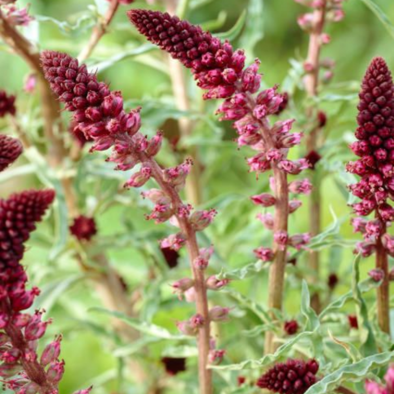 Dark Red Flowers: Top Varieties For Stunning Gardens