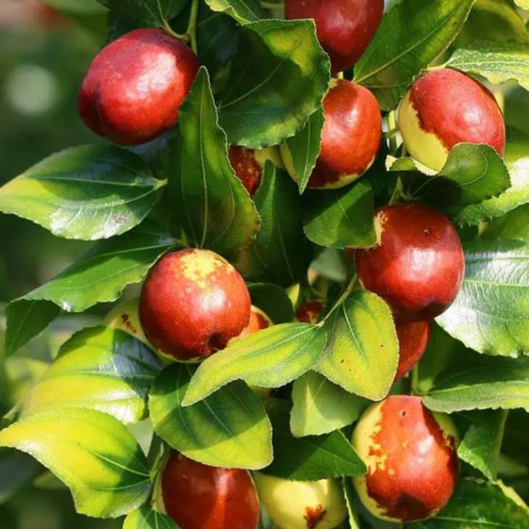 Fruits That Start With J: Discover Delicious Varieties