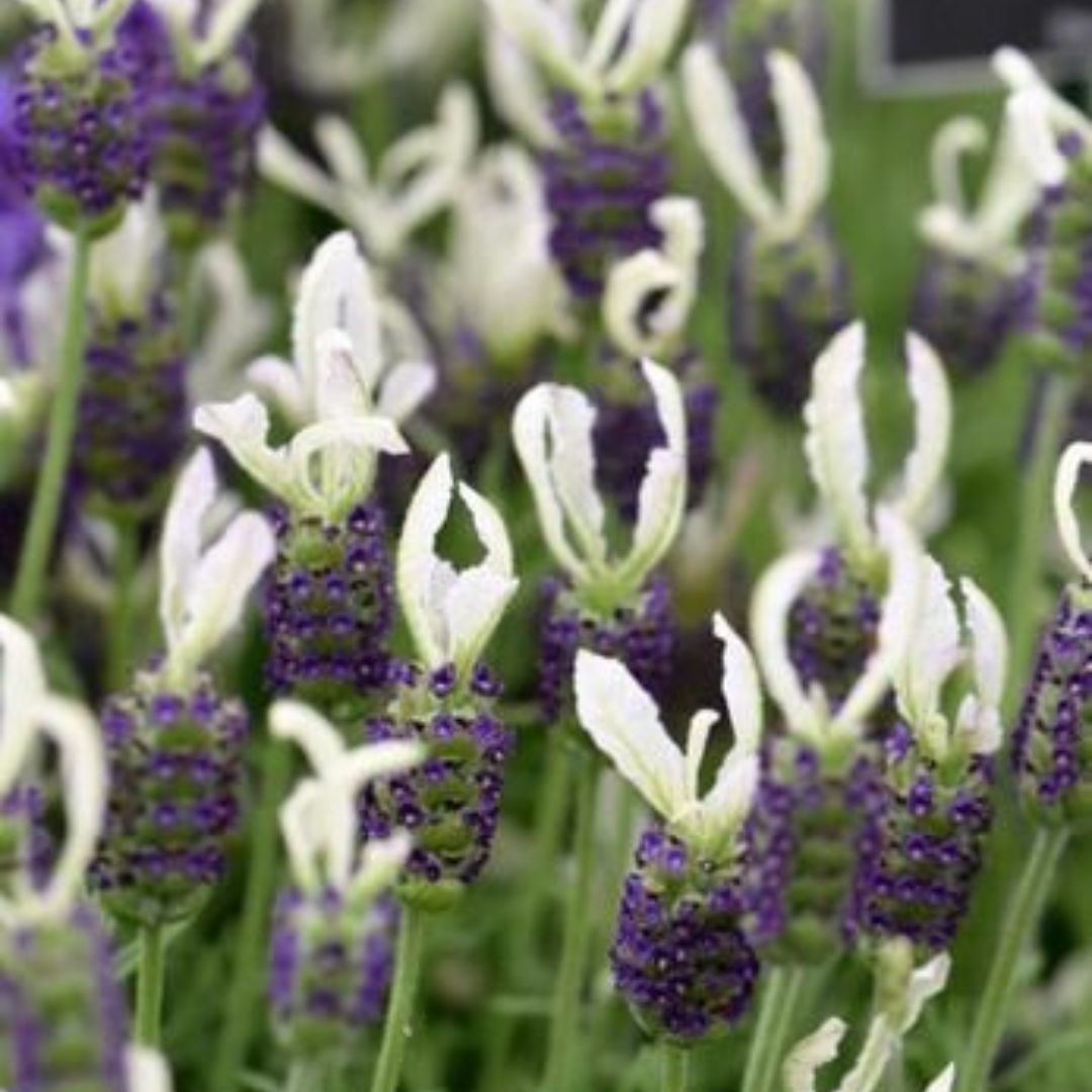 Types of Lavender Varieties for Your Garden