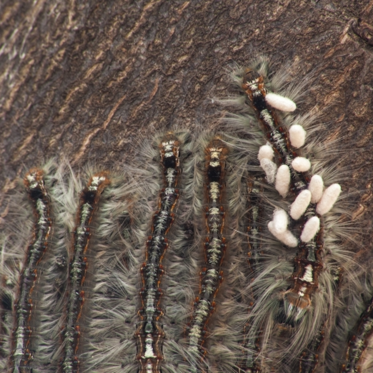 White Caterpillars: Identification, Prevention, and Control Tips