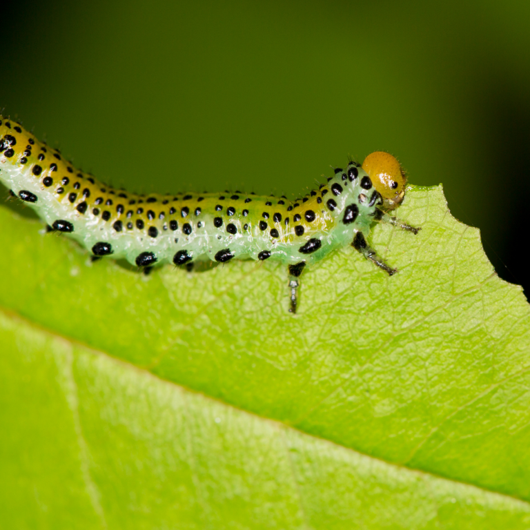 White Caterpillars: Identification, Prevention, and Control Tips