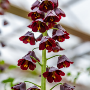 Persian Flowers: Exploring The Exotic Blooms Of Iran