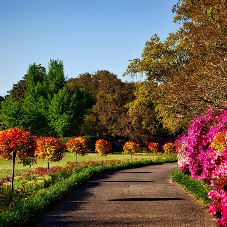 Blush Flowers: Elegant and Delicate Blooms for Your Garden