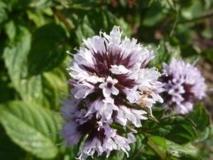 Mint Flowers: Discovering the Beauty of Mint Blooms