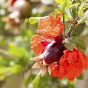 Persian Flowers: Exploring The Exotic Blooms Of Iran