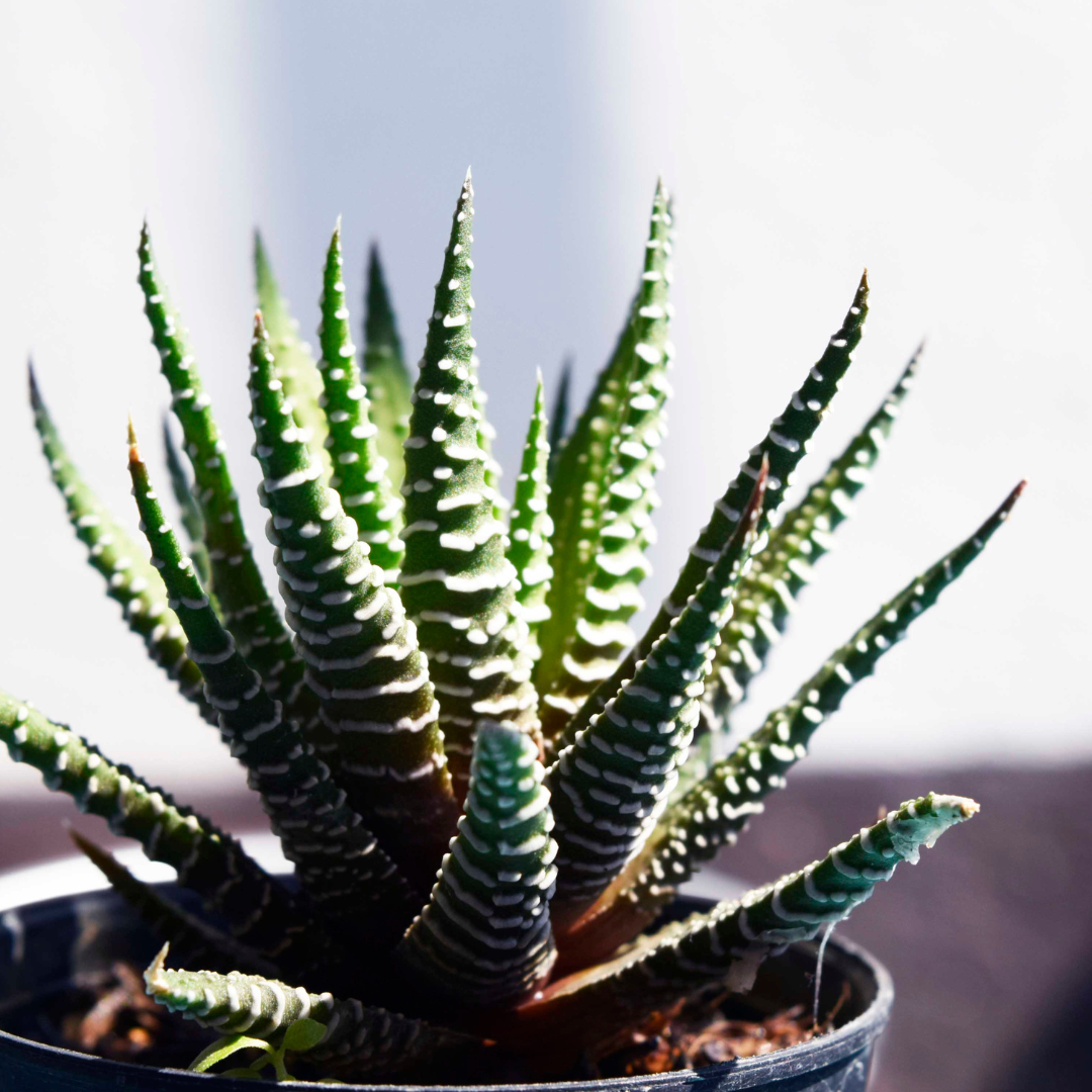Plants that Look Like Aloe Vera - Discover Similar Alternatives