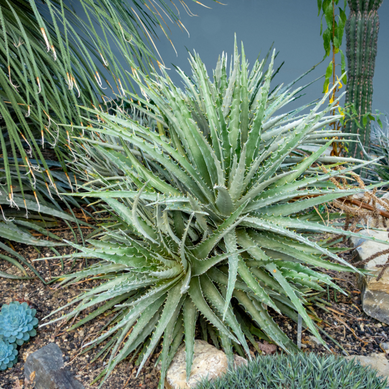 Plants that Look Like Aloe Vera - Discover Similar Alternatives