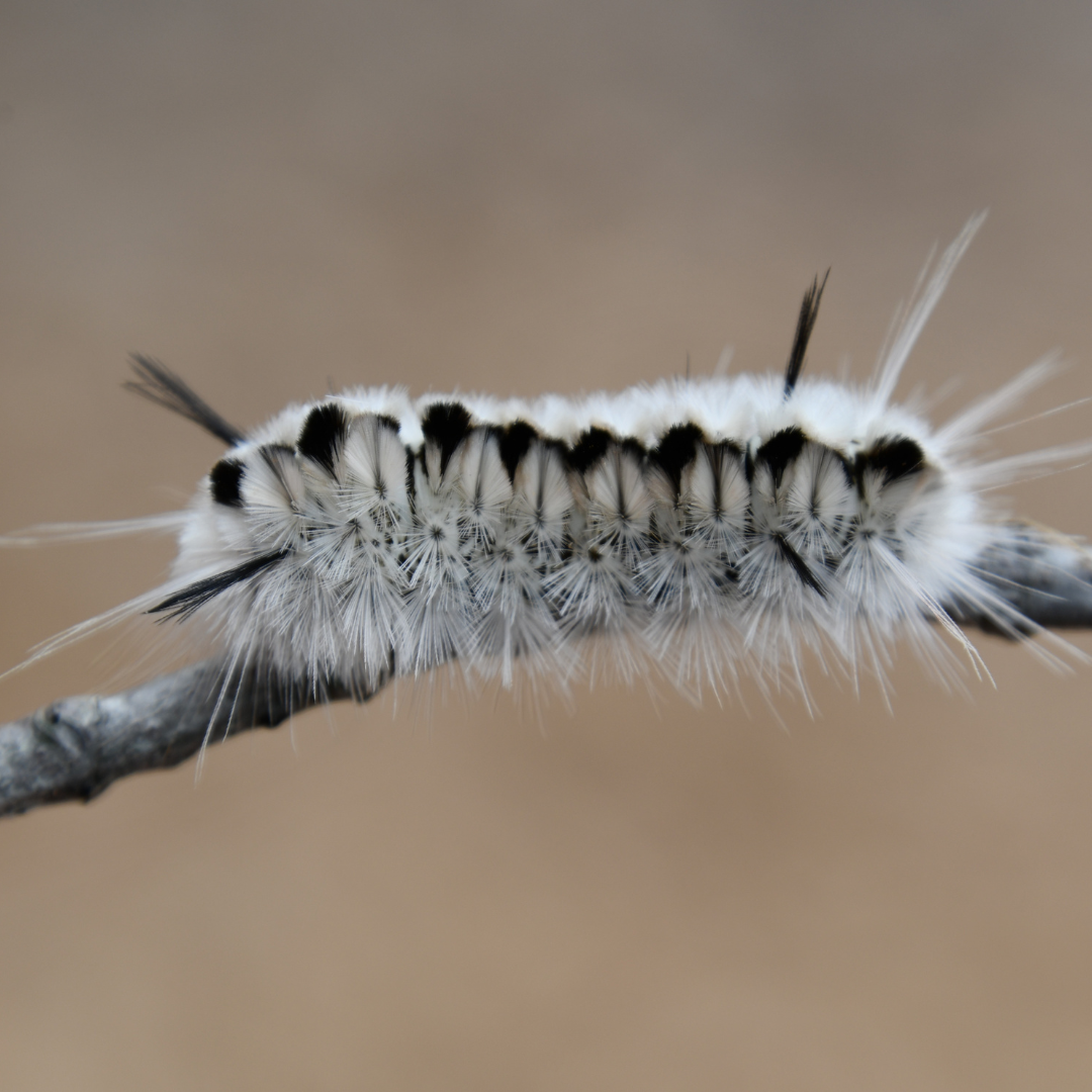 White Caterpillars: Identification, Prevention, and Control Tips