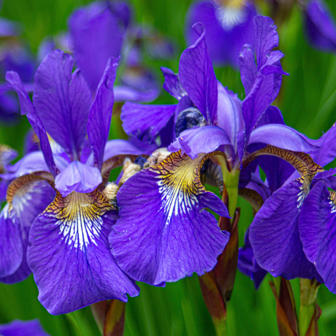 Persian Flowers: Exploring The Exotic Blooms Of Iran