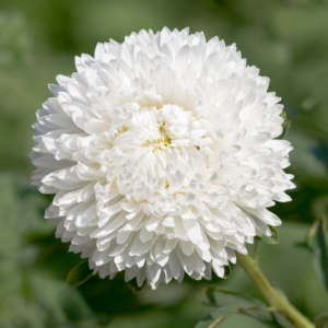 Magenta Flowers - Beautiful Blooms for Your Garden