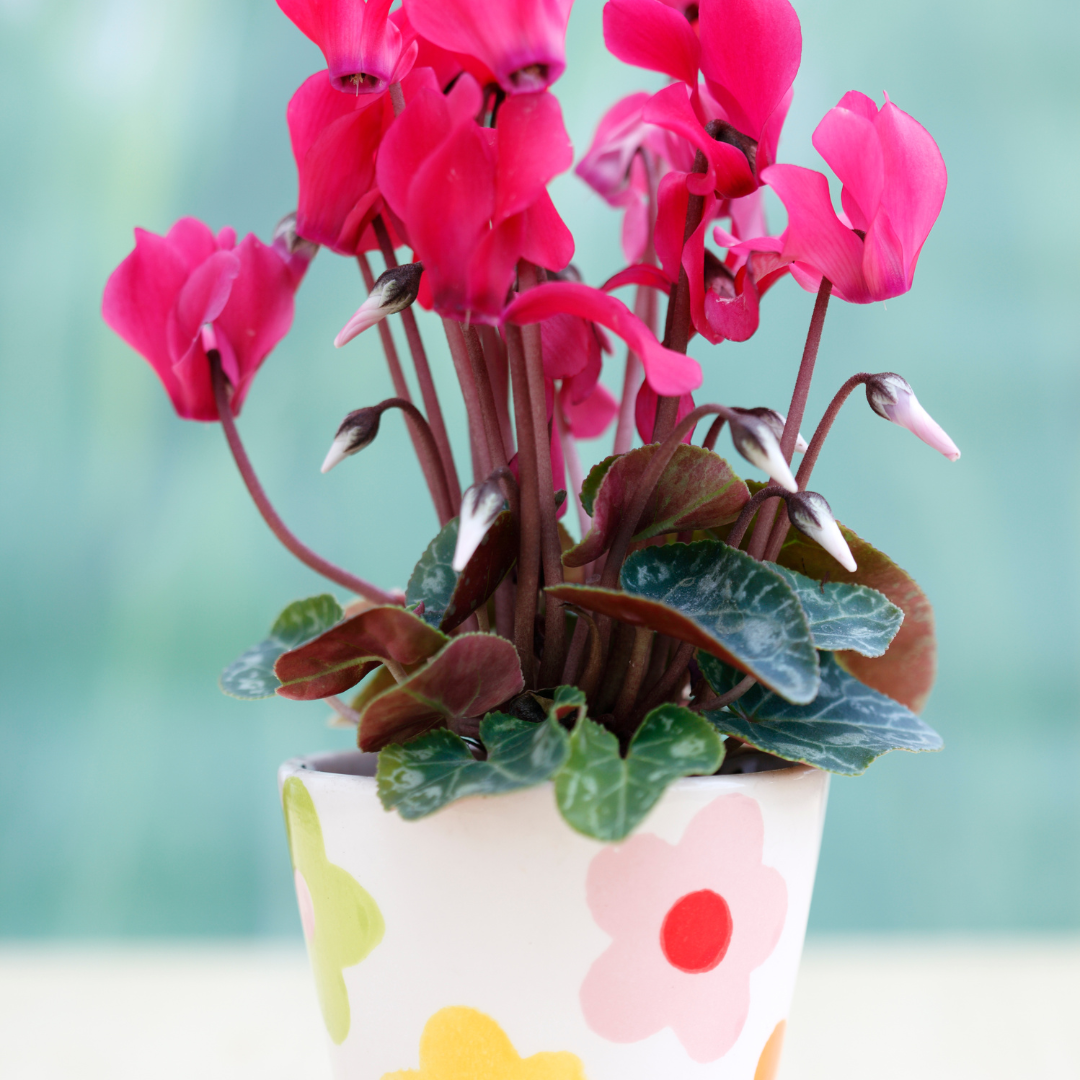 Cyclamen Flowers: A Guide to Care and Cultivation