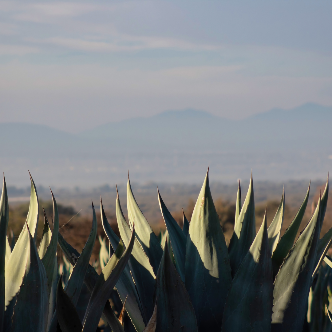 Plants that Look Like Aloe Vera - Discover Similar Alternatives