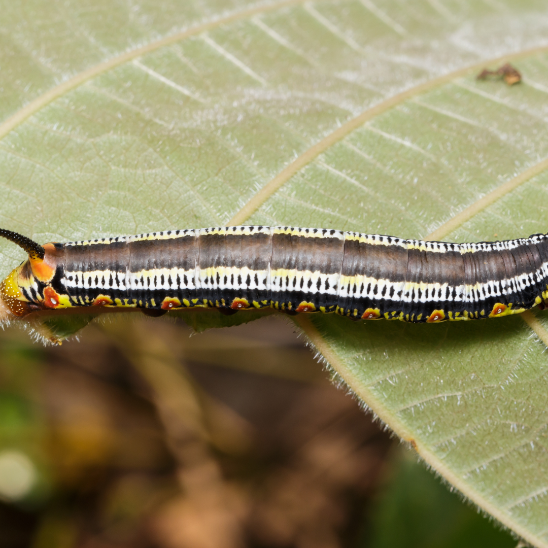 White Caterpillars: Identification, Prevention, and Control Tips