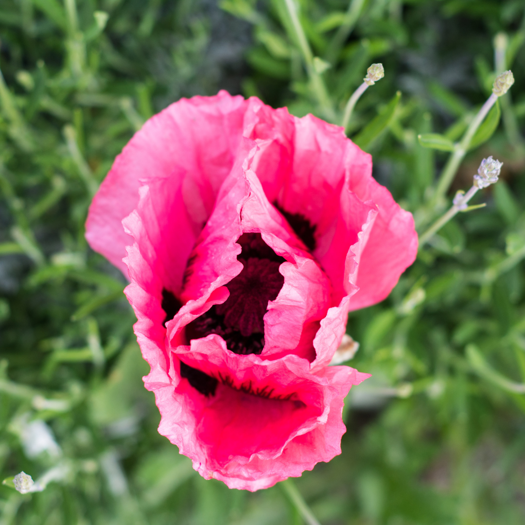 Brown Flowers: Unique And Elegant Blooms for Your Garden