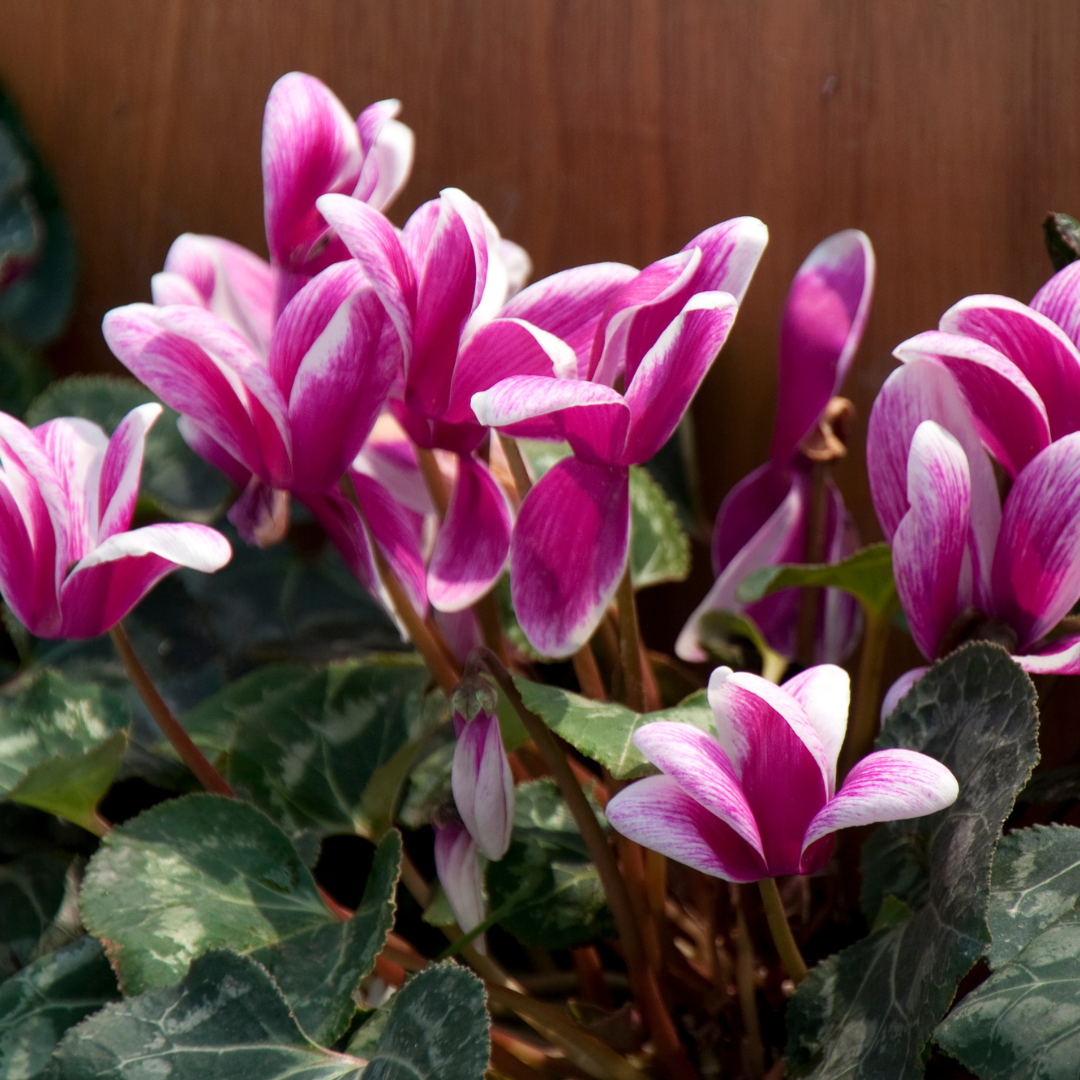 Cyclamen Flowers: A Guide to Care and Cultivation