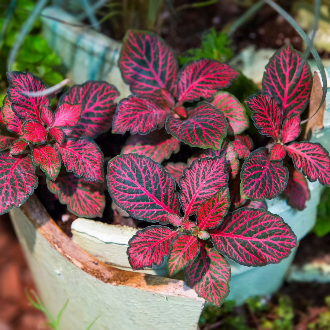 House Plants with Red and Green Leaves: Vibrant Plant Options