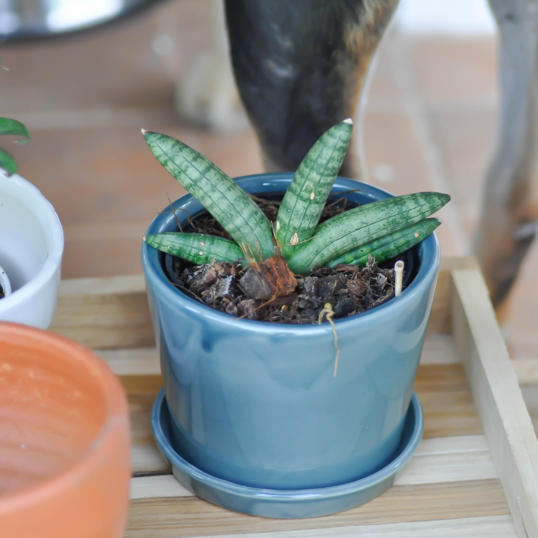 Plants that Look Like Aloe Vera - Discover Similar Alternatives