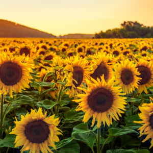 Ukrainian Flowers: Beauty From The Land Of The Sunflower
