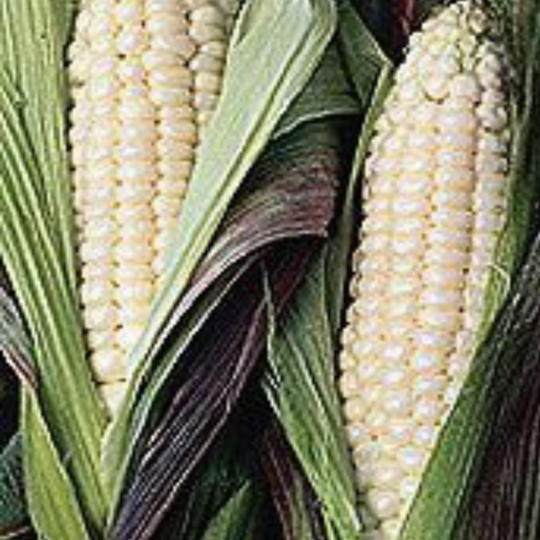 Corn Plants: A Comprehensive Guide to Cultivation and Harvesting